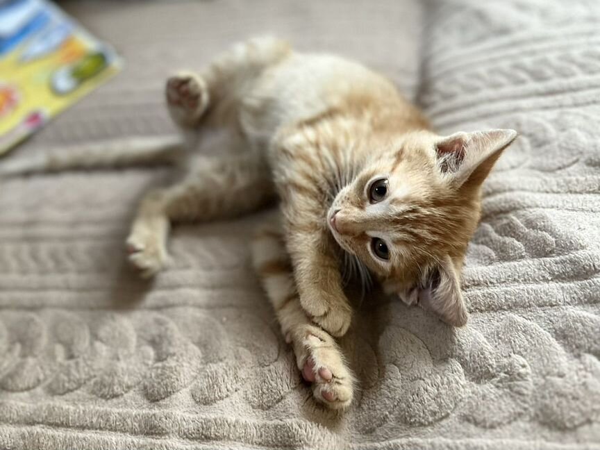 Котенок рыжий