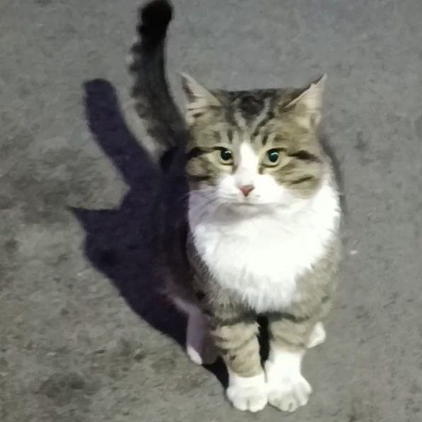 Взрослый кот в добрые руки