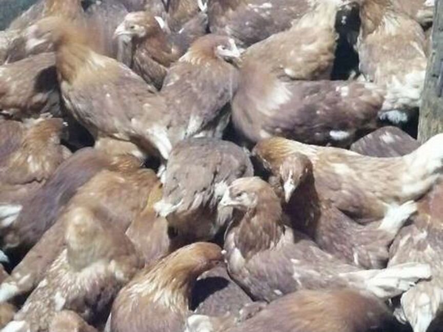 Куры молодки