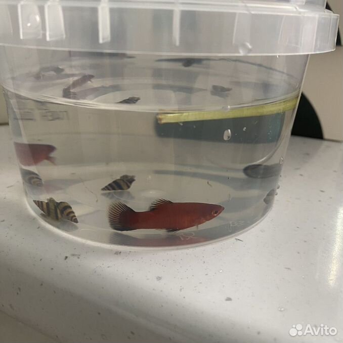 Пецилии и улитки Хелена обмен