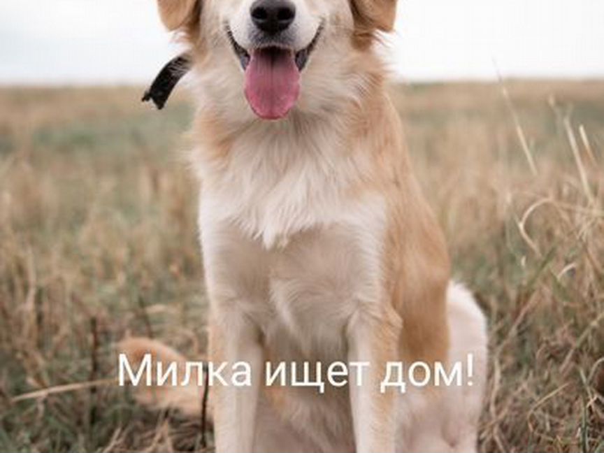 Собака в добрые руки