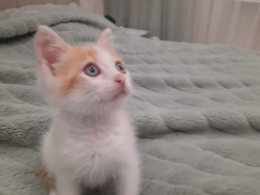 Котик в дар бесплатно