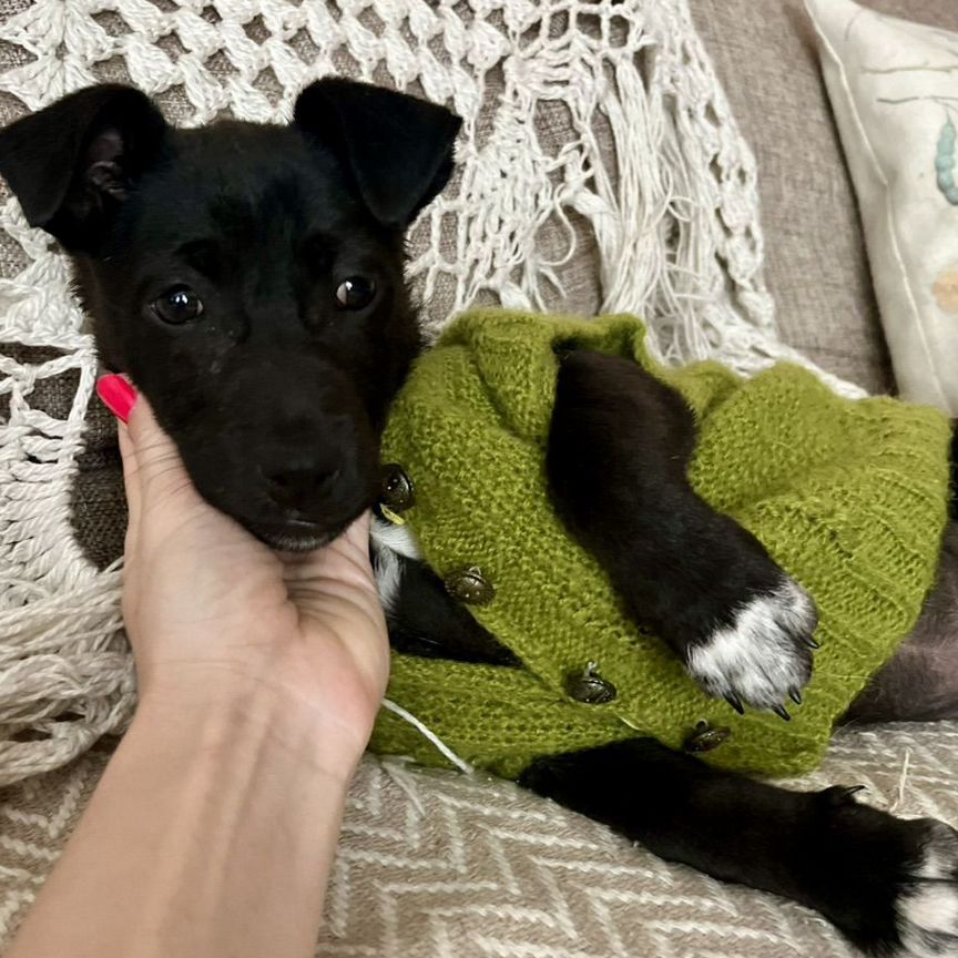 Щенок в добрые руки