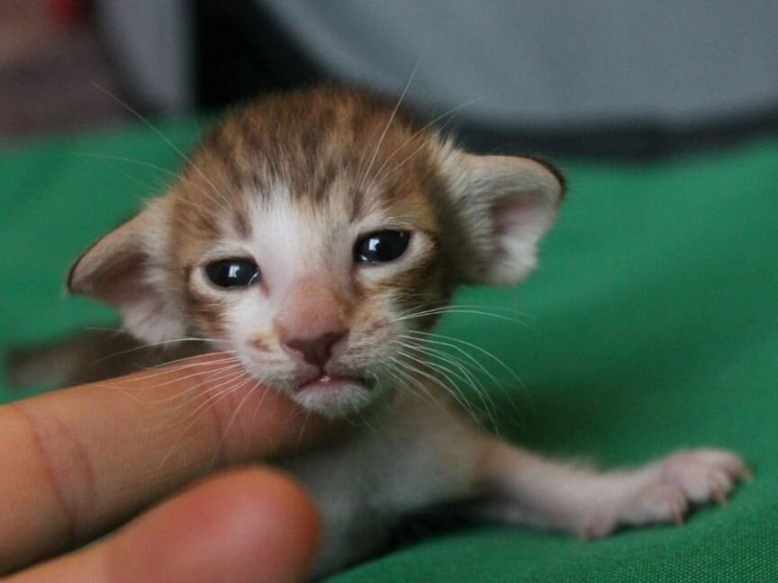 Ориентальная кошка