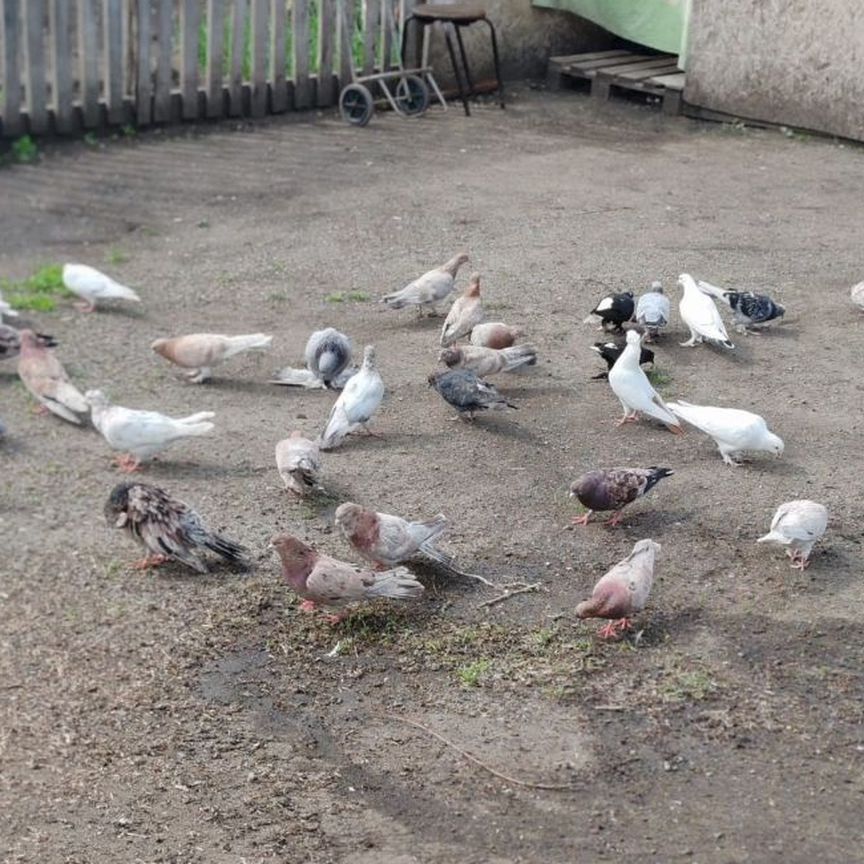 Голуби