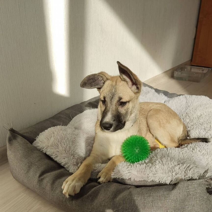 Щенок мальчик собака в добрые руки