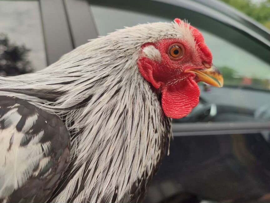 Петух виандот/ обмен /продажа