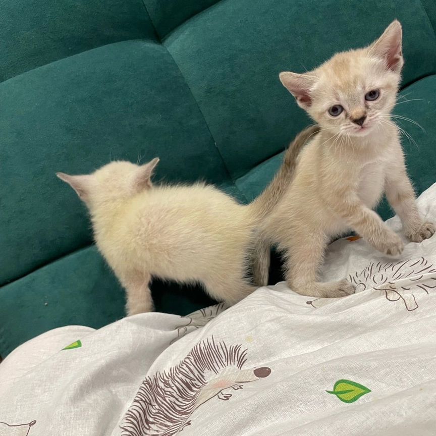 Котята Европейская Бурма лиловая шампань