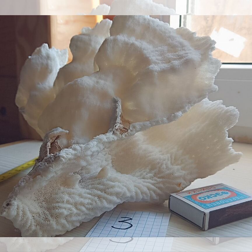 Морские кораллы длинный