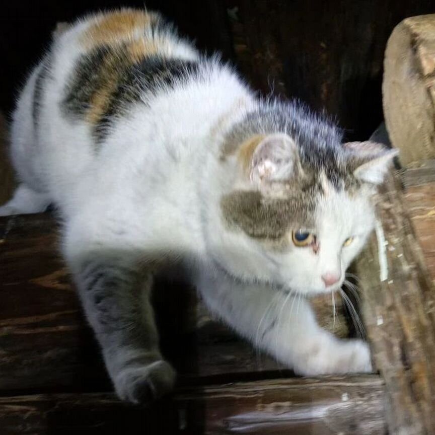 Взрослая, кошка в добрые руки