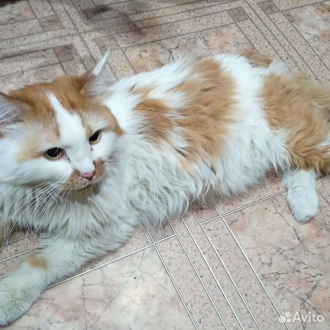 Кот взрослый потеряшка. Хозяин отзовись
