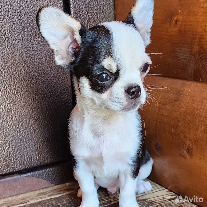 Яркий трехцветный мальчик