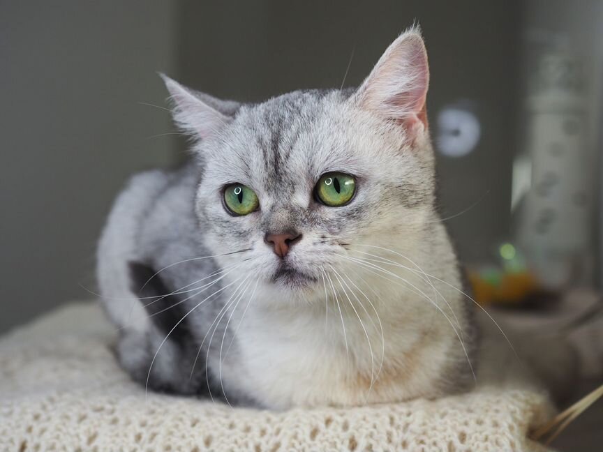 Шотландская серебристая шиншилла в добрые руки