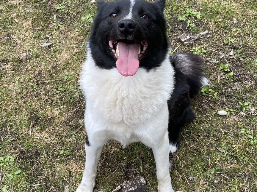 Продам суку лре