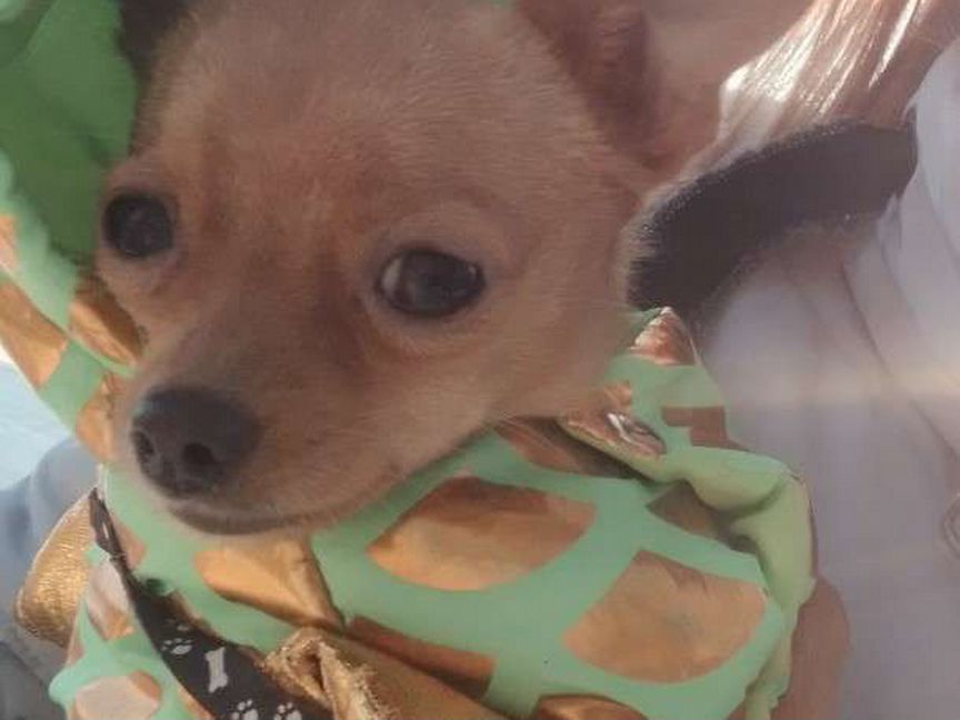 Ищем кобеля для Хичуахуа