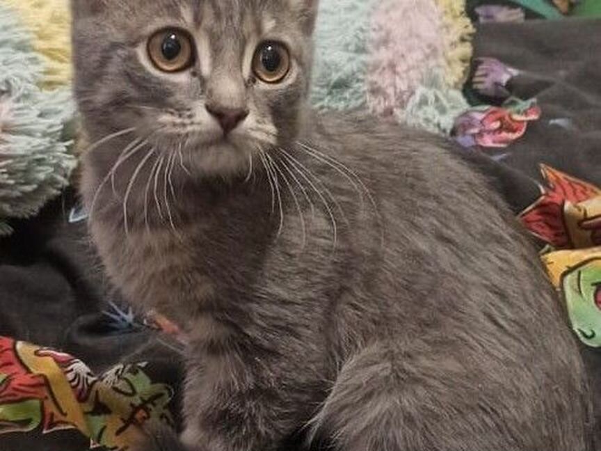 Домашняя tigra