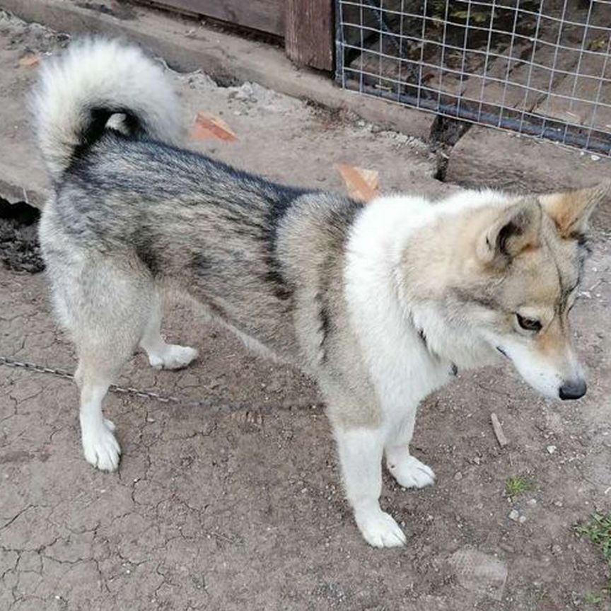 Западно сибирская лайка и русско-европейской лайка