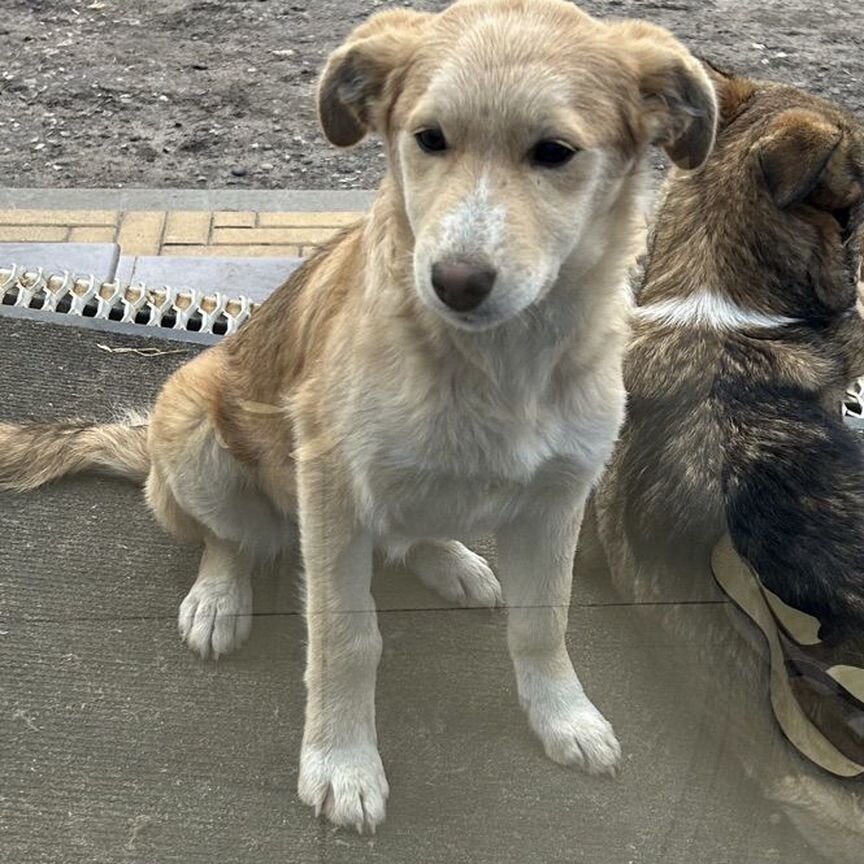 Девочка Щенок 4 месяца, хороший охранник