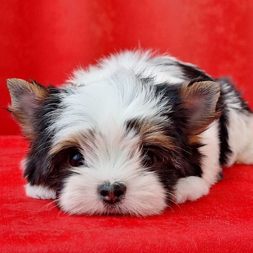 Бивер-йоркширский терьер, щенок