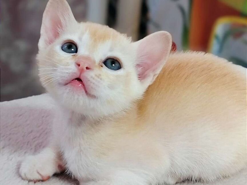 Бурманские котята
