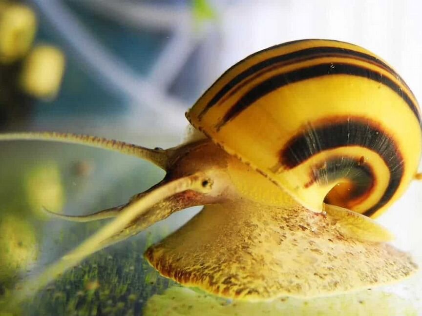 Улитка спикси/пикси/эльф