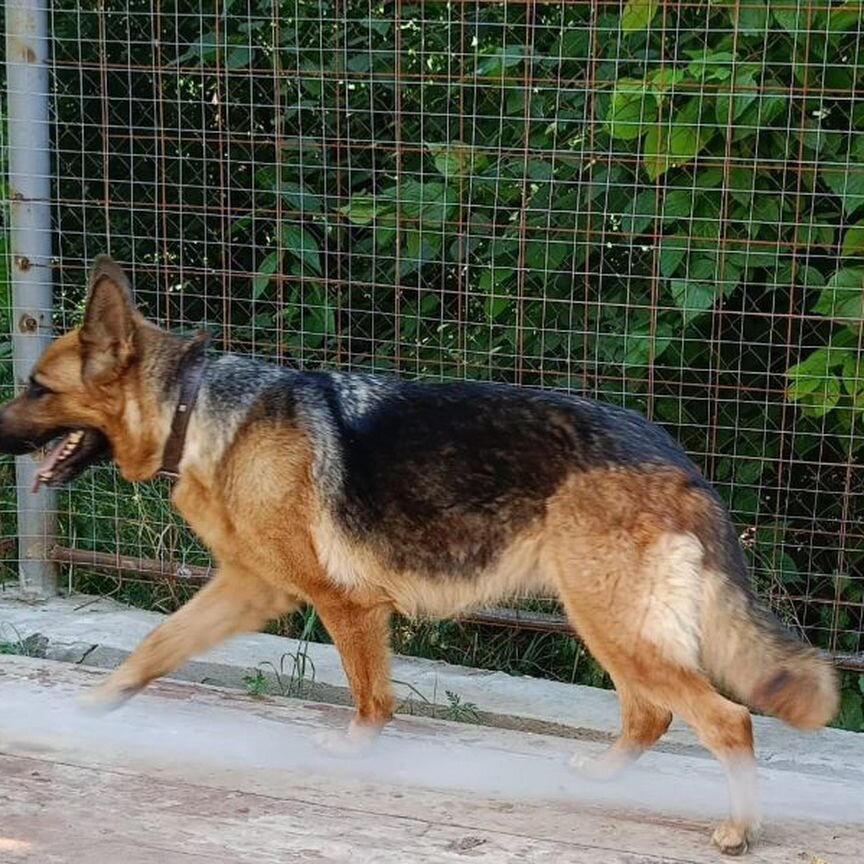 Немецкая овчарка в добрые руки