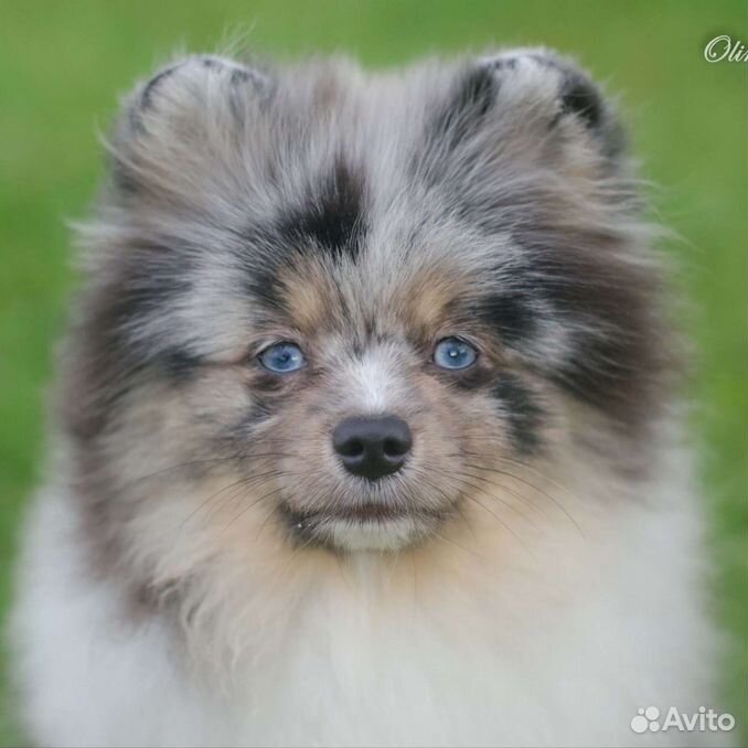 Щенок голубоглазый