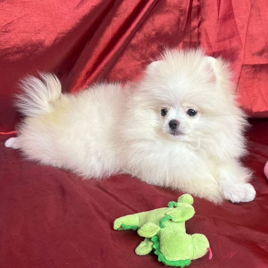 Померанский шпиц, щенок