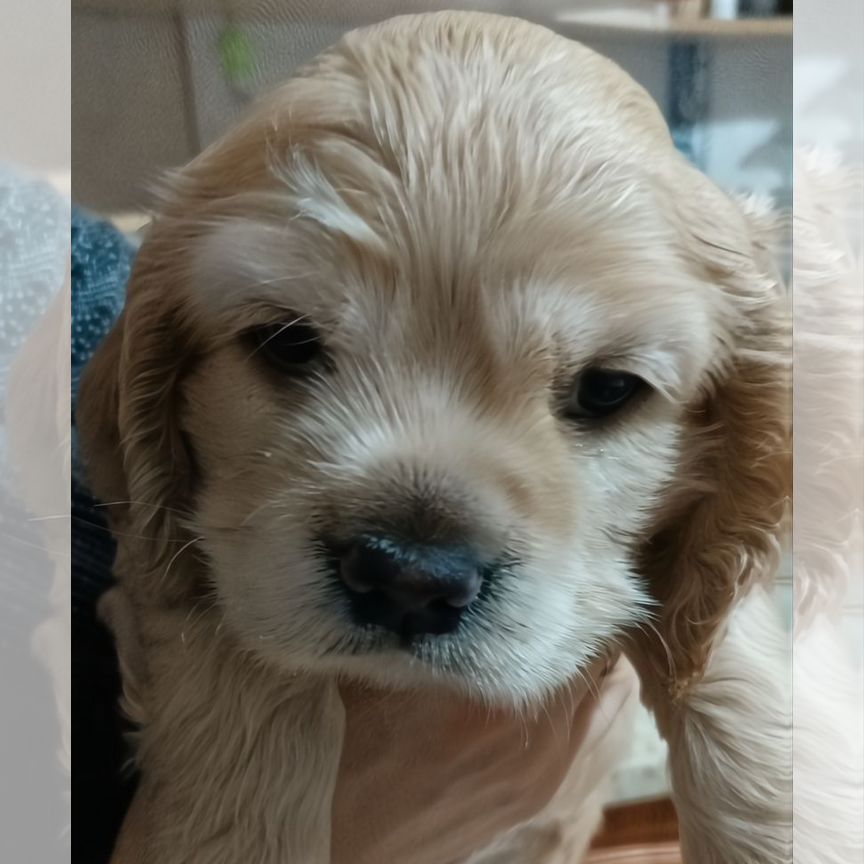 Американский кокер-спаниель, щенок