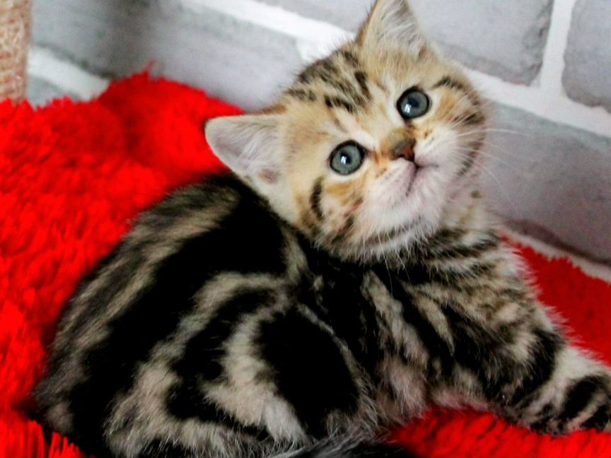 Плюшки) Мрамор на Золоте