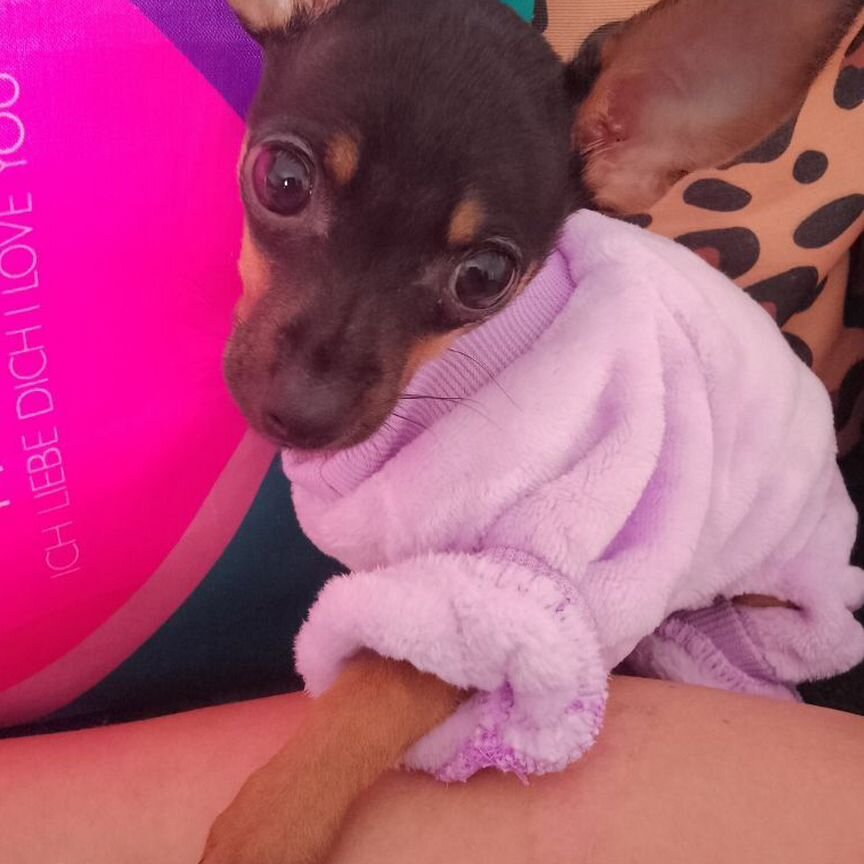 Русский той-терьер, щенок