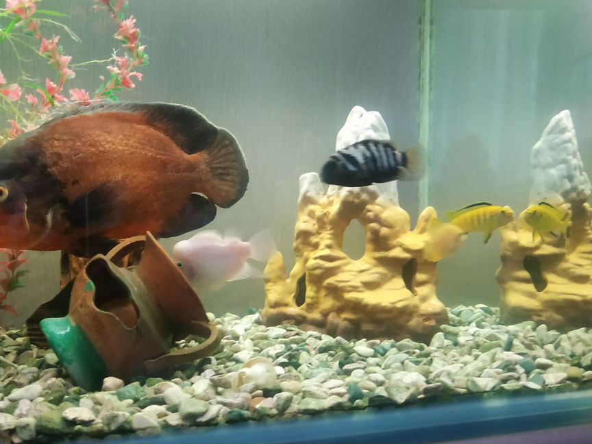 Астронотус