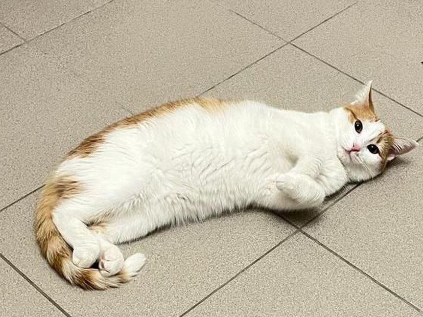 Кошка ласковая привитая Эльза