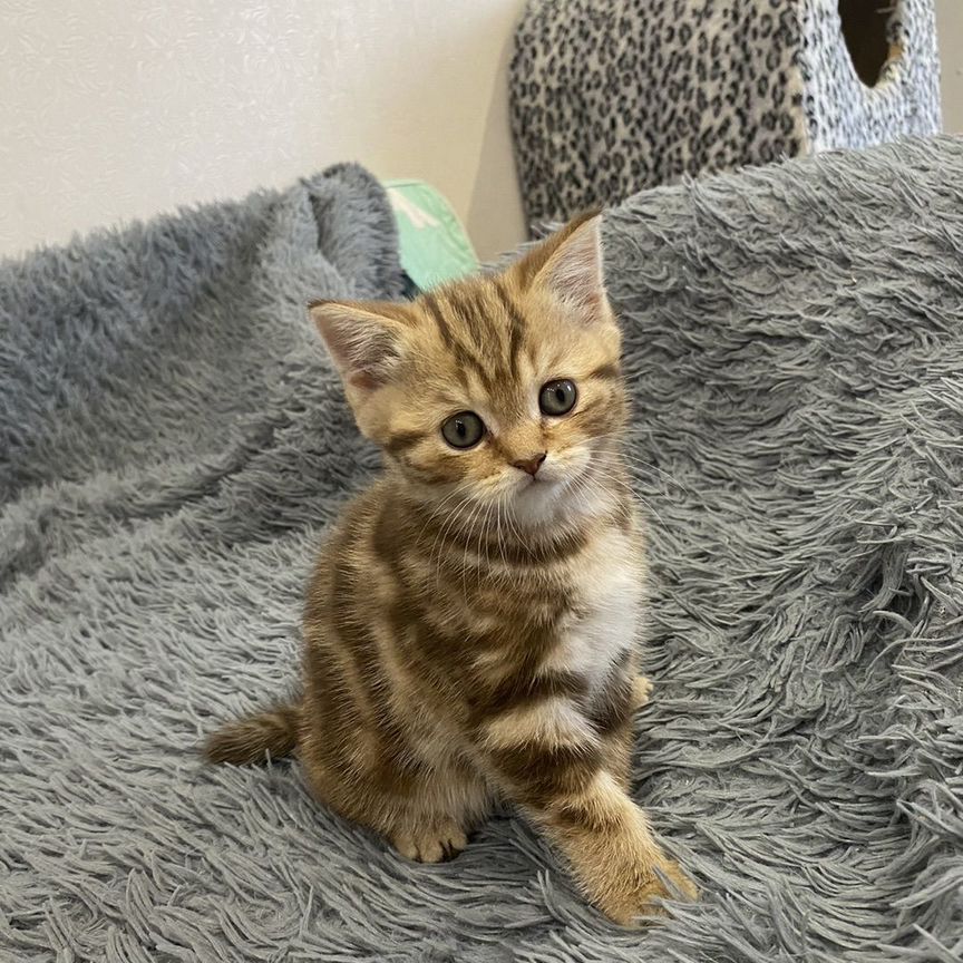Шотландские котята