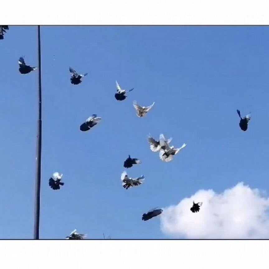 Николаевские голуби