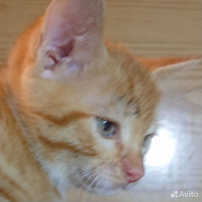 Котёночек хорошие руки