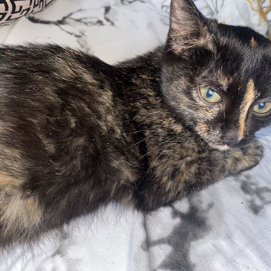 Котенок в добрые руки(бесплатно)