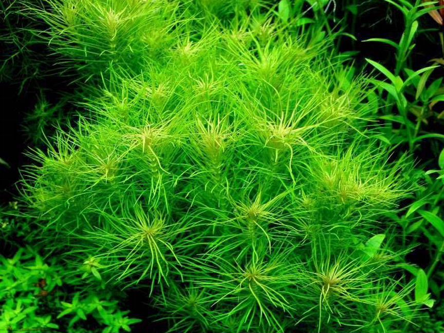 Погостемон Эректус (pogostemon erectus)