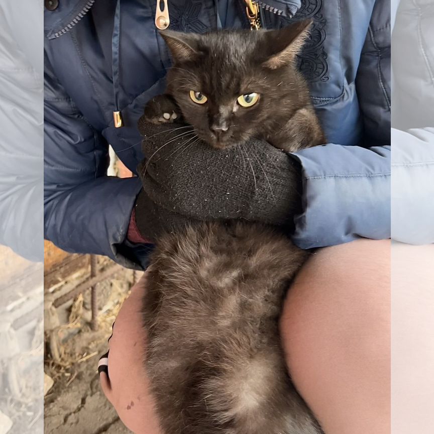 Взрослая кошка от частного владельца