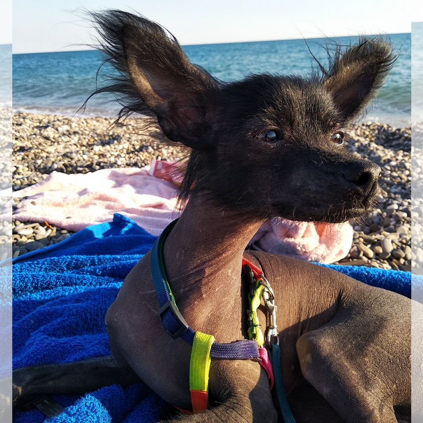 Китайская хохлатая собака