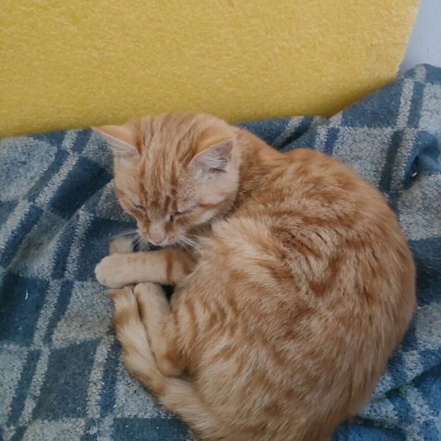 Котенок в добрые руки