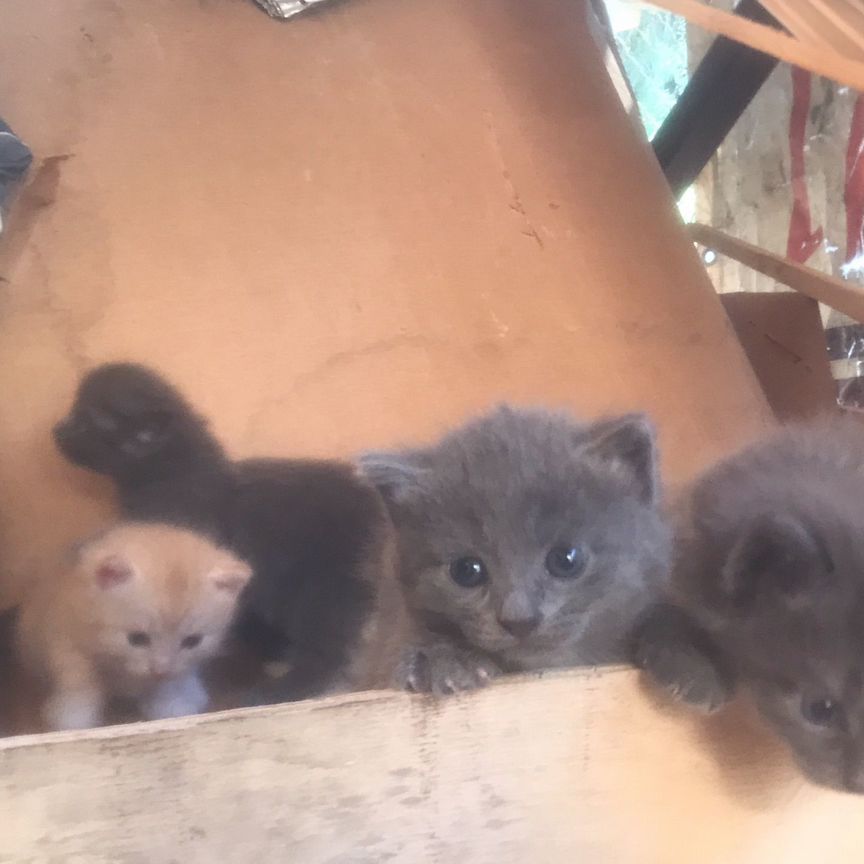 Котята в добрые руки