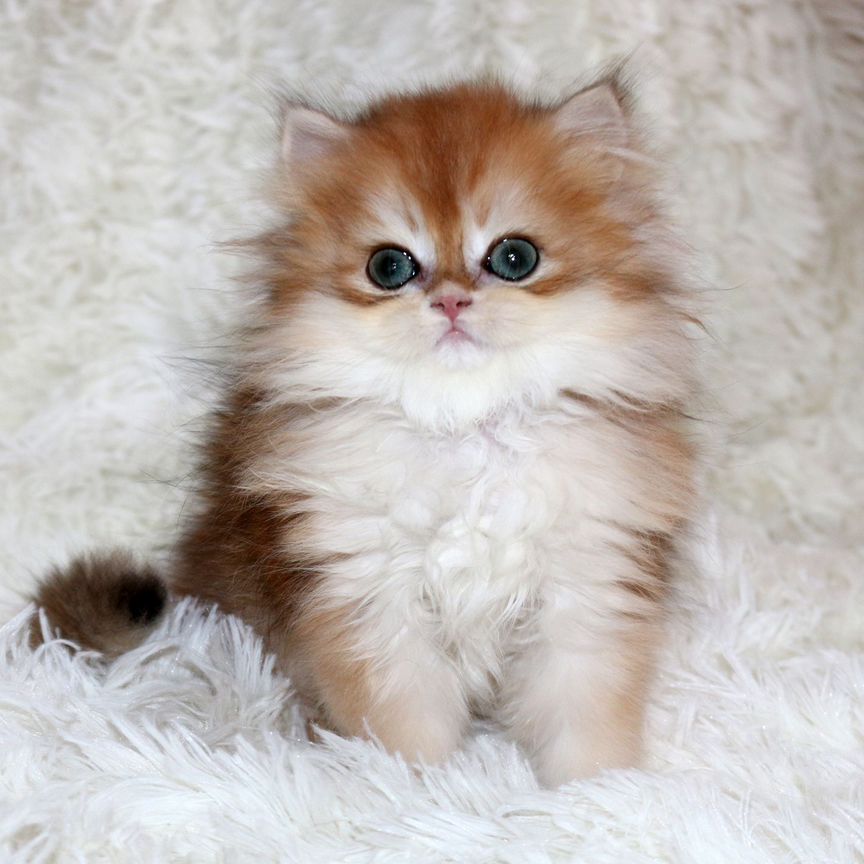 Девочка золотая британская шиншилла ny12