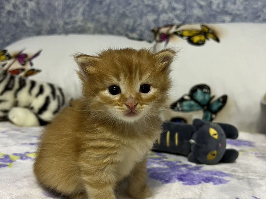 Котята в добрые руки бесплатно