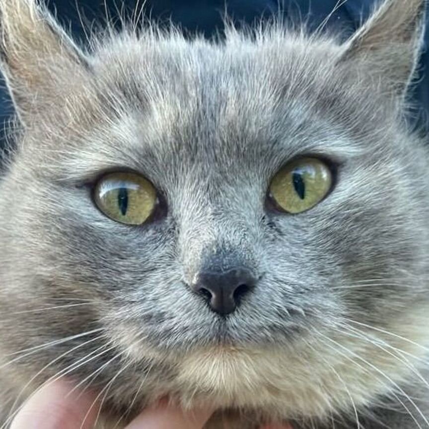 Очень милая кошечка