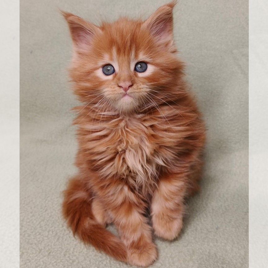 Мейн-кун котёнок