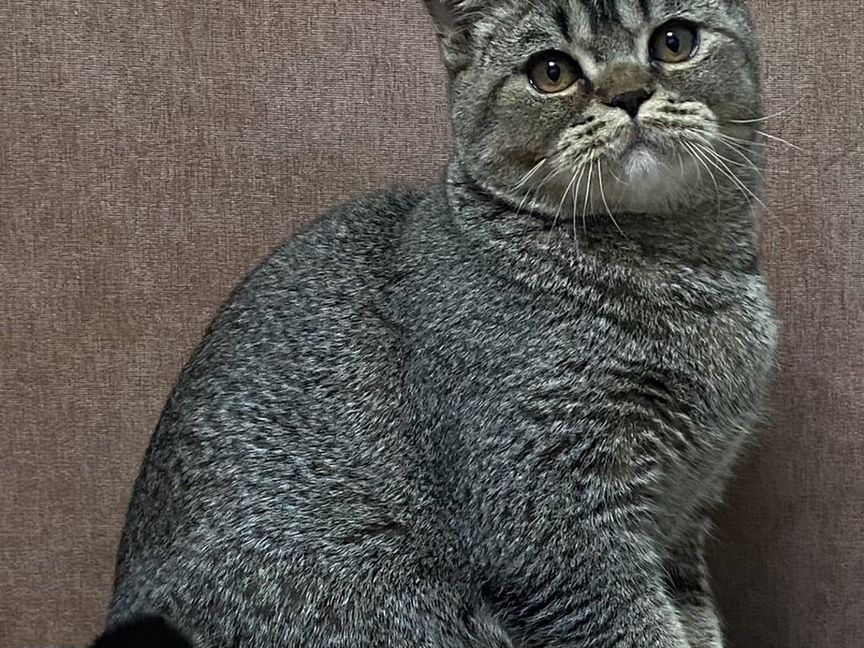 Британские котята