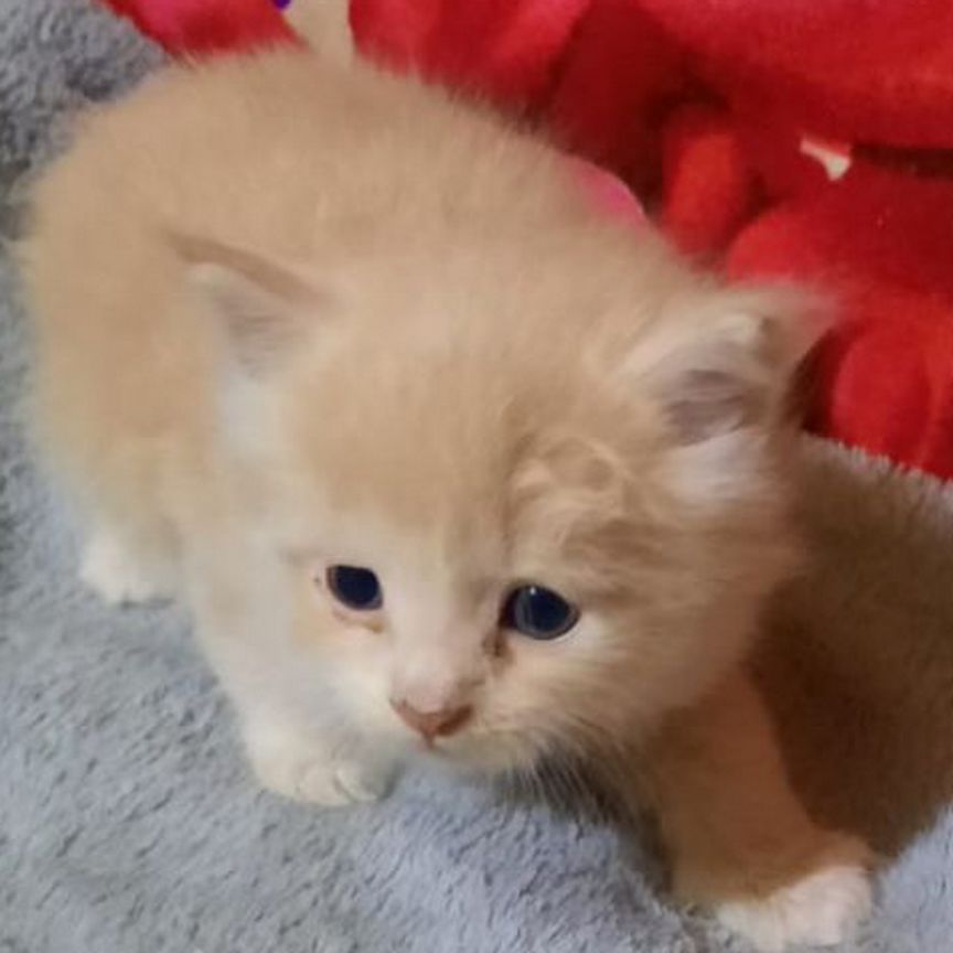 Отдаю котят в добрые руки