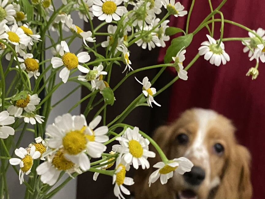 Английский кокер спаниель. Щенок