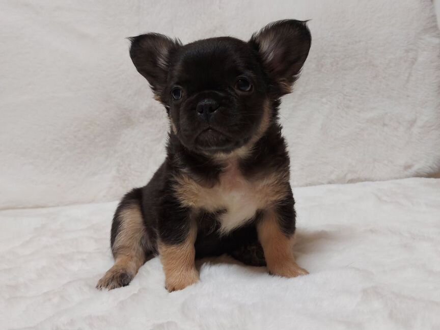 Французский бульдог флаффи